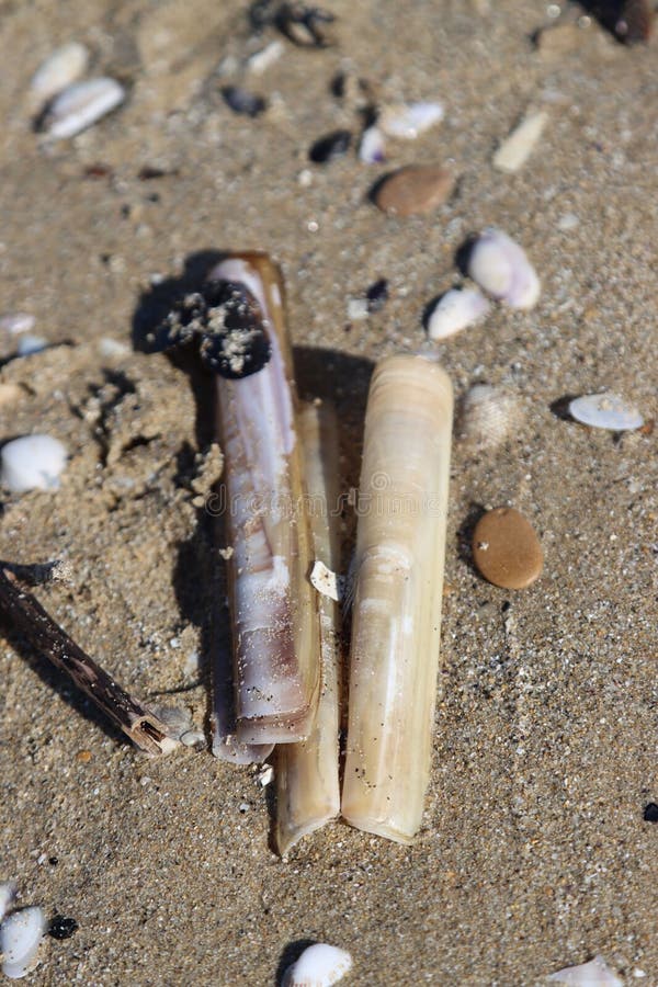 Two Pieces of Plastic Sit on Top of Sand with Shells Scattered Around ...