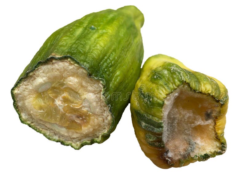 Two Pieces of Rotten Cucumber Stock Image - Image of isolated, life ...