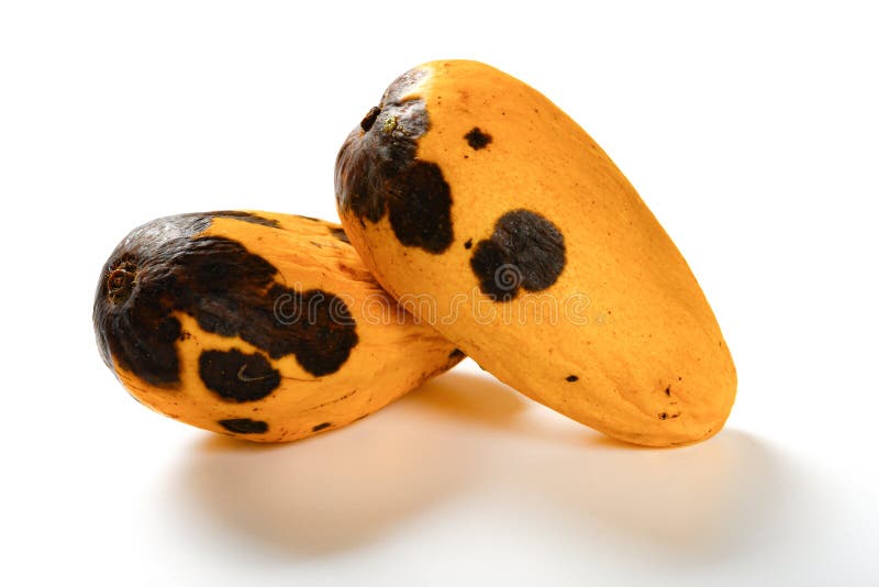Rotten Mangos Close Up on a White Background Stock Image - Image of ...