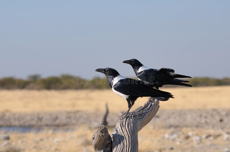 Two Pied Crows (Corvus Albus) Stock Photo - Image of bird, wildlife ...