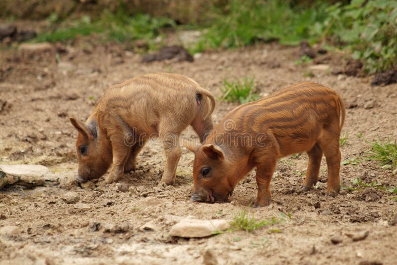 Two pig stock photo. Image of swine, field, boar, wildlife - 21846900