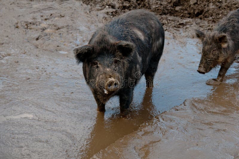 Two pig stock image. Image of bacon, large, piggy, face - 52326475