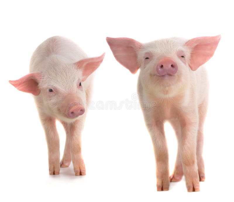 Two pig stock photo. Image of looking, unpleasant, meat - 60859940