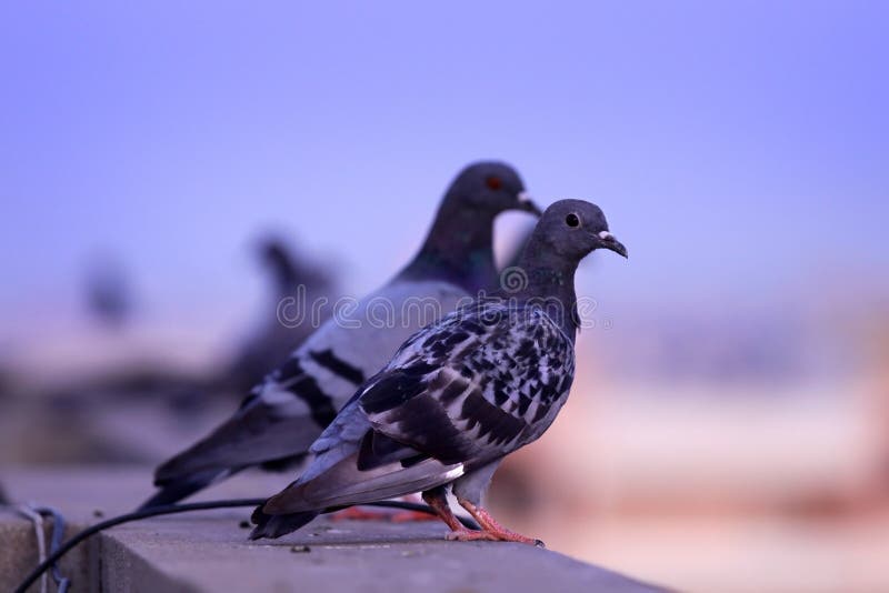 Two Pigeons stock image. Image of morning, freedom, blue - 10599759