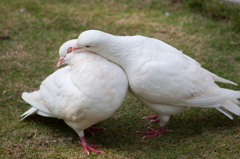 Two pigeons stock photo. Image of animal, white, pair - 16864164