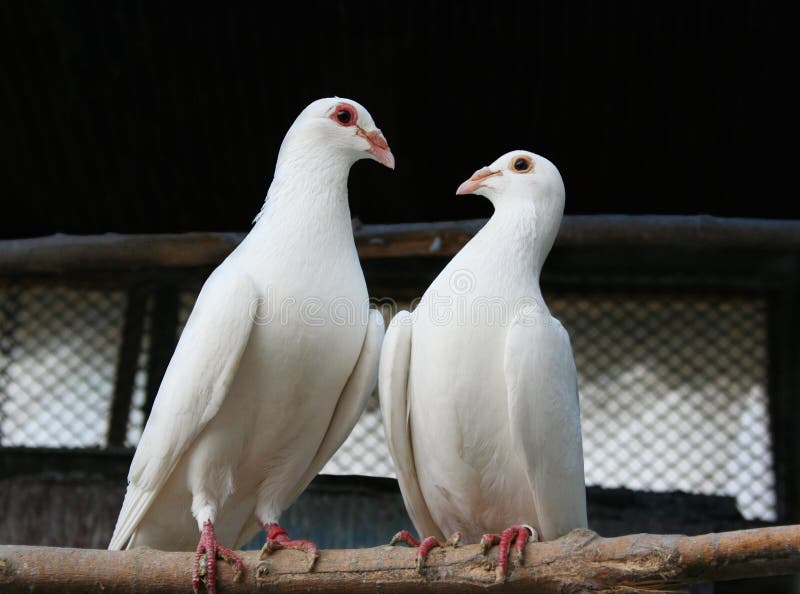 Two pigeons stock image. Image of cell, pigeons, romantic - 27763901