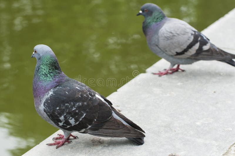Two pigeons stock image. Image of beak, nature, careful - 54429669
