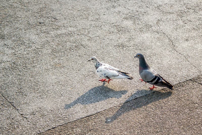 Two pigeons stock photo. Image of city, town, nature - 74042442