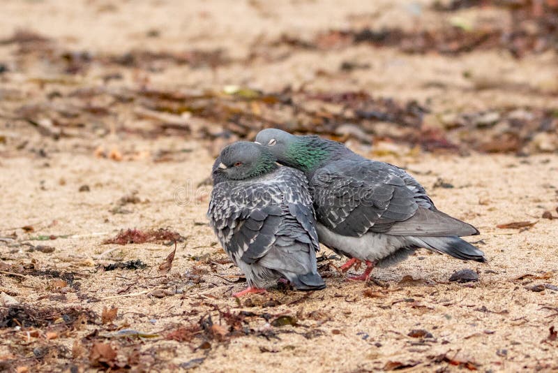 Two Pigeons Courting on the Beach Stock Image - Image of wildlife ...