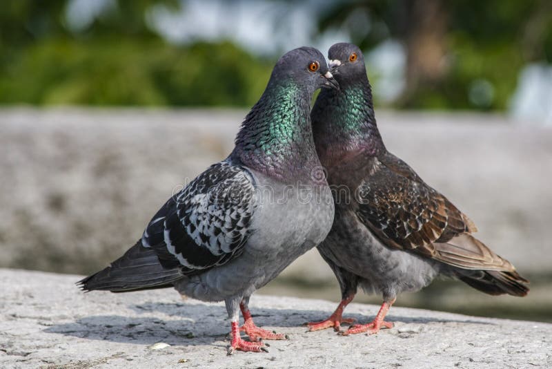 Two Pigeons Facing Each Other Stock Photo - Image of love, courtship ...
