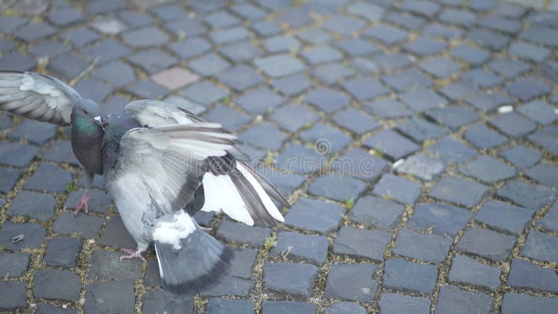 Two Pigeons Fighting Each Other Stock Footage - Video of tease, submit ...