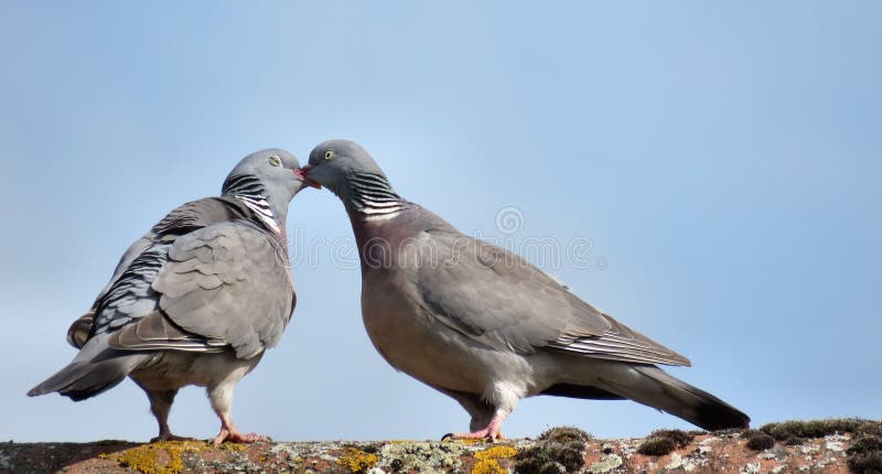 Two Pigeons stock photo. Image of grey, pigeons, happy - 98151368