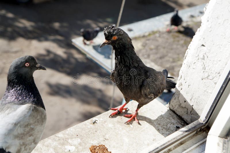 Pigeons Outside Notre Dame in Paris Stock Image - Image of beautiful ...