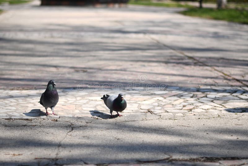 Park nature two pigeons stock image. Image of flying - 259181343