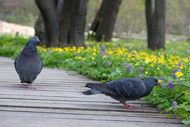 Two pigeons in the park stock image. Image of park, grass - 87392475