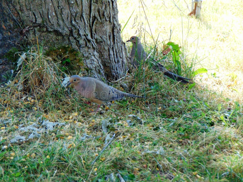 Two Pigeons stock image. Image of grass, birds, pecking - 95516181