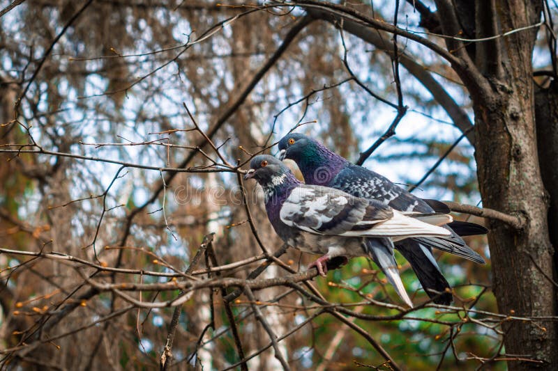 Two Pigeons Perched on Branches in a Quiet Natural Setting Stock Image ...