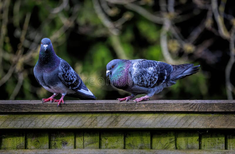 Pigeons perched on a fence stock photo. Image of city - 319222160