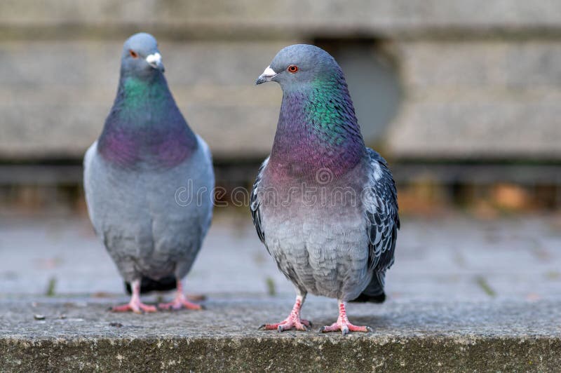 Two Pigeons Perched on a Set of Steps Side by Side Stock Photo - Image ...