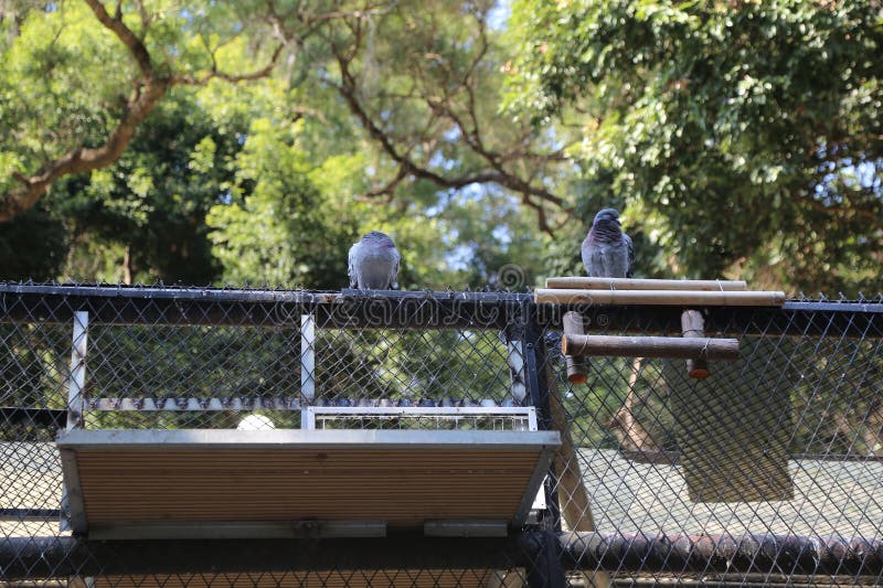 Two Pigeons Perched on Top of the Two Large Rectangular Wooden Boxes ...