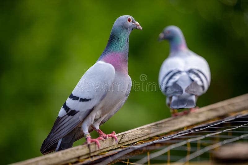 Pigeons Perched on a Wooden Beam with a Blurred Green Background Stock ...
