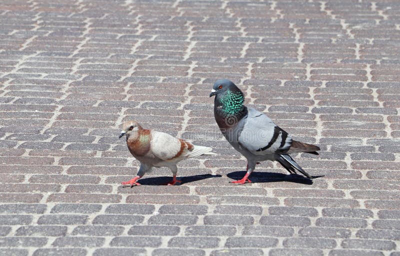 Two pigeons are playing stock image. Image of dove, pigeons - 247135191