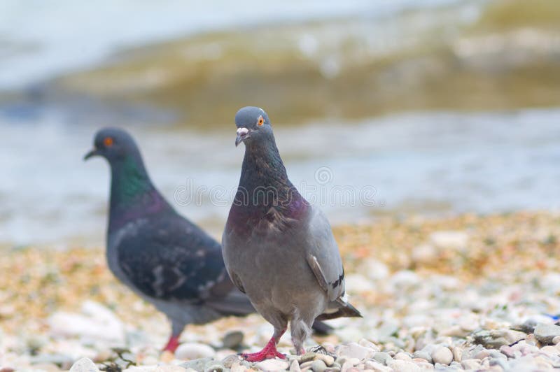 Two pigeons stock photo. Image of head, natural, close - 34415094