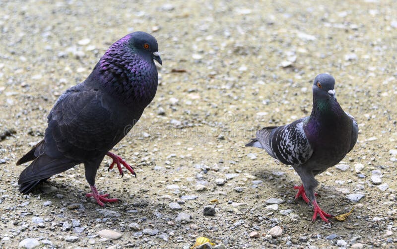 Pigeons Display Unique Plumage Colors while Foraging on a Gravel Path ...