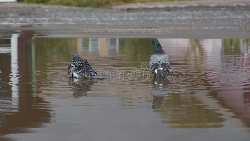 Two Pigeons Swim in a Puddle Stock Video - Video of oneself, grey ...