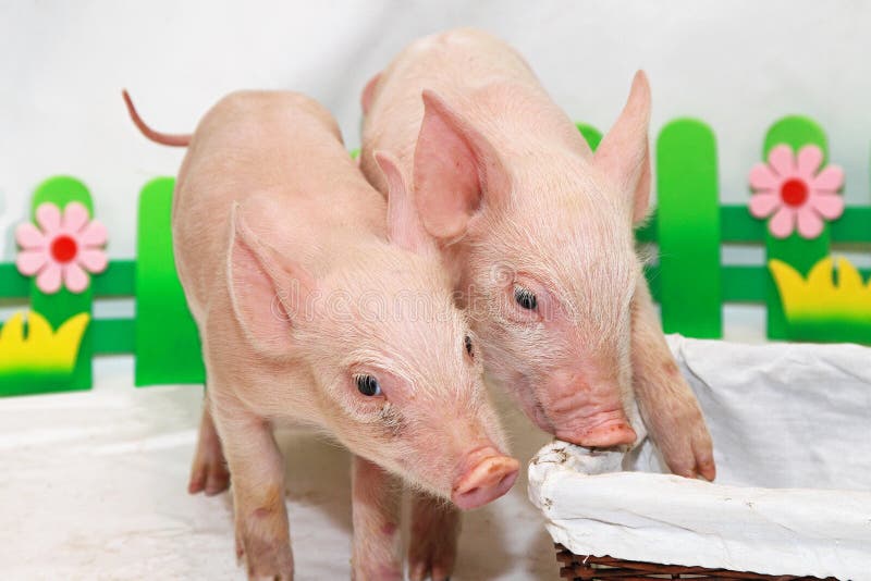 Piglets stock photo. Image of animals, suckling, pigs - 119697810