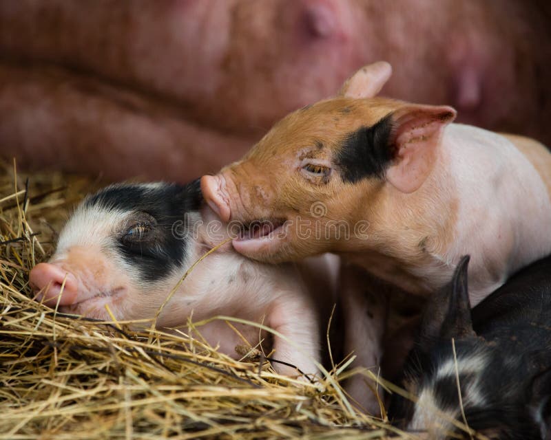 Two Piglets stock image. Image of loving, young, playing - 61714553