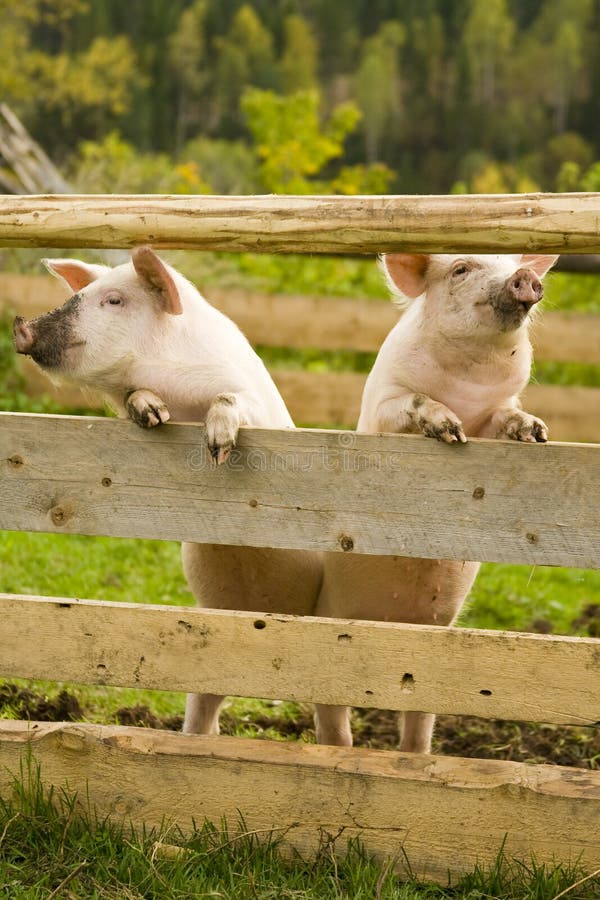 Two pigs stock image. Image of girlfriends, deducing - 11386321