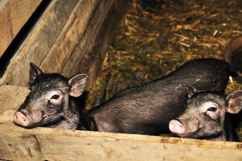 Two pigs stock image. Image of country, dirty, small - 12516509