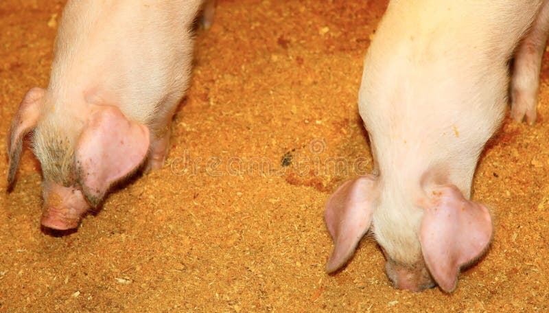 Two pigs stock image. Image of pink, close, child, natural - 16736835