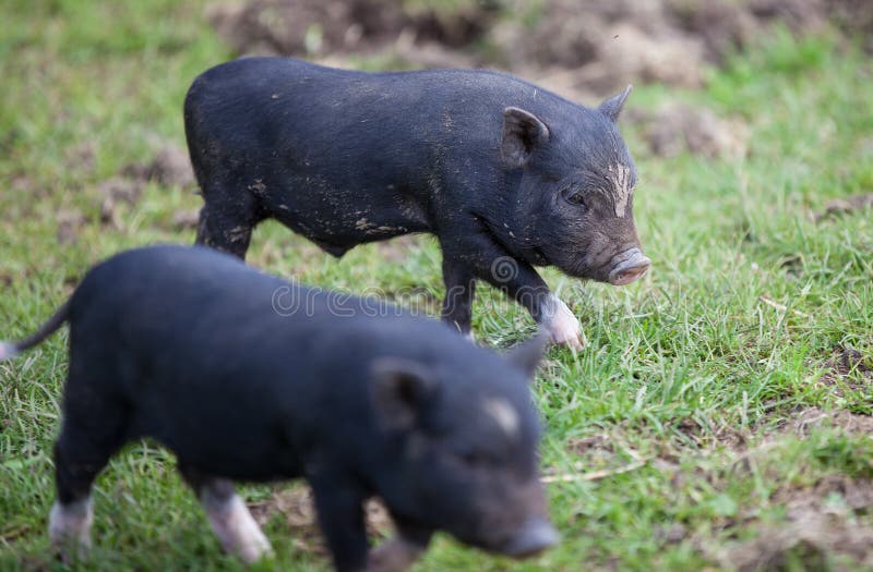 Two pigs stock photo. Image of young, domestic, baby - 25885536