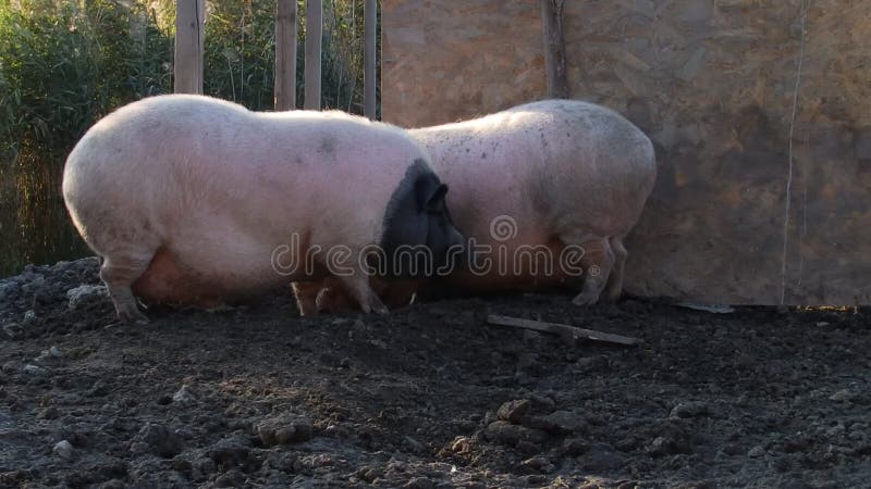 Two pigs arguing stock video. Video of domestic, animal - 60930977