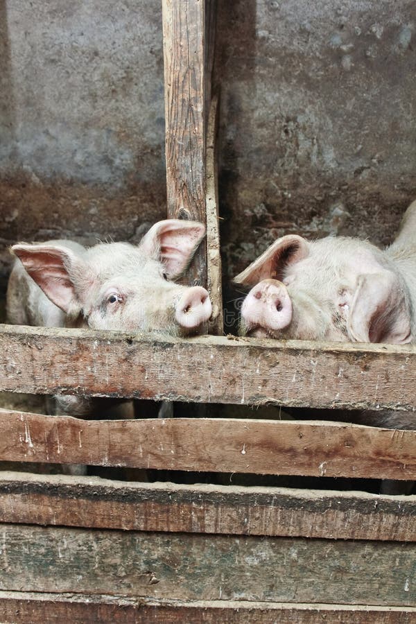 Two pigs in a barn stock photo. Image of togetherness - 22753844