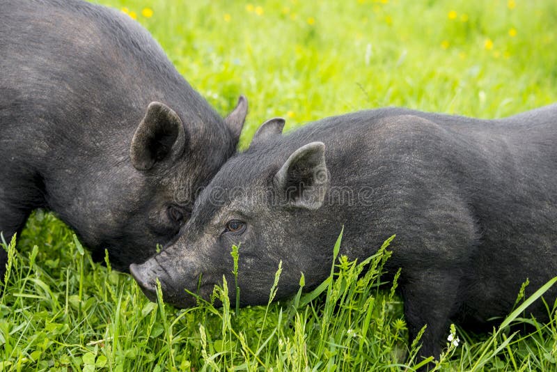 Two pigs stock photo. Image of agriculture, environment - 30906812
