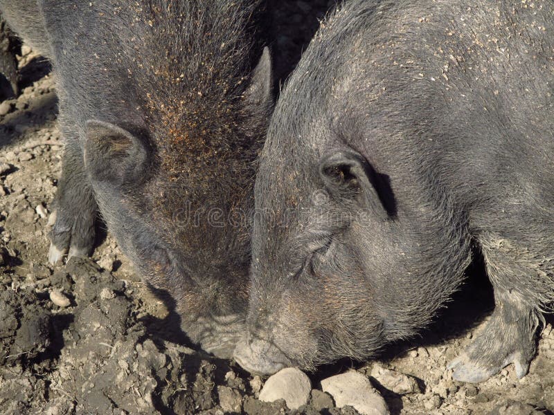 Two pigs stock photo. Image of life, adorable, nice, cute - 51204526