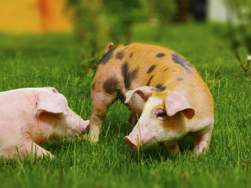 Two pigs on a farm stock image. Image of pink, domestic - 115664783