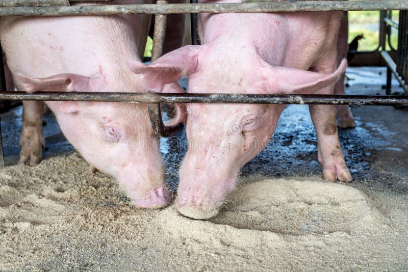 Pigs at the farm stock image. Image of husbandry, piglet - 104108817