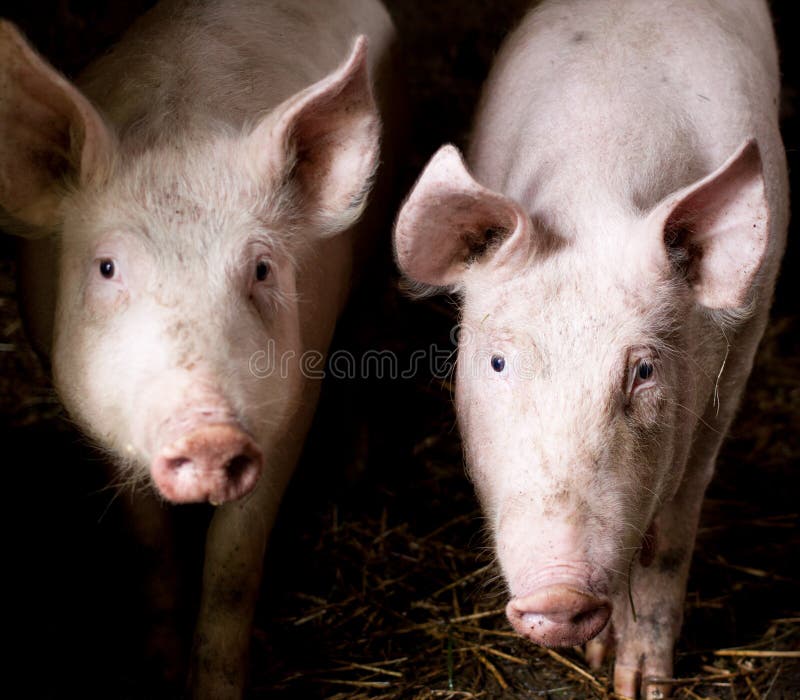 Two pigs in the farm stock image. Image of barn, breed - 57444681