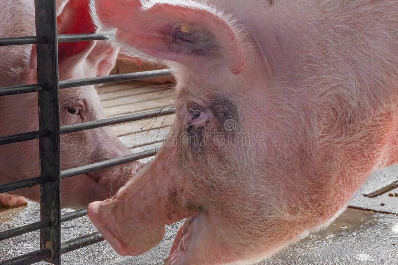 Two Pigs Having a Fun Conversation on the Farm Stock Photo - Image of life, humorous: 345555150
