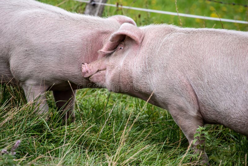 Two Pigs Having Fun on a Grass Meadow Stock Image - Image of outside ...