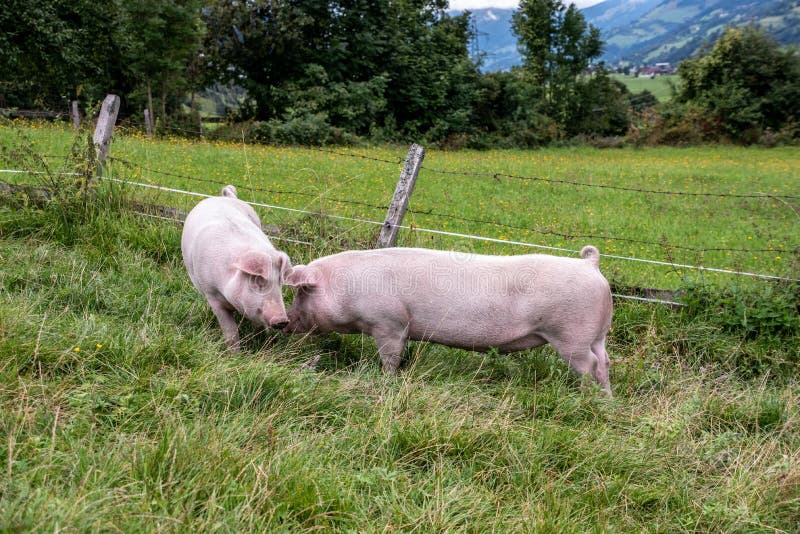 Two Pigs Having Fun on a Grass Meadow Stock Photo - Image of happy ...