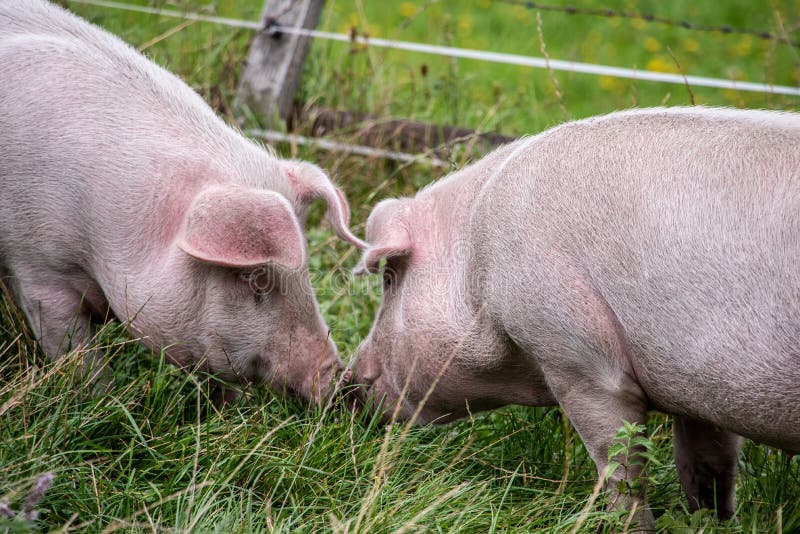 Two Pigs Having Fun on a Grass Meadow Stock Photo - Image of pigs ...