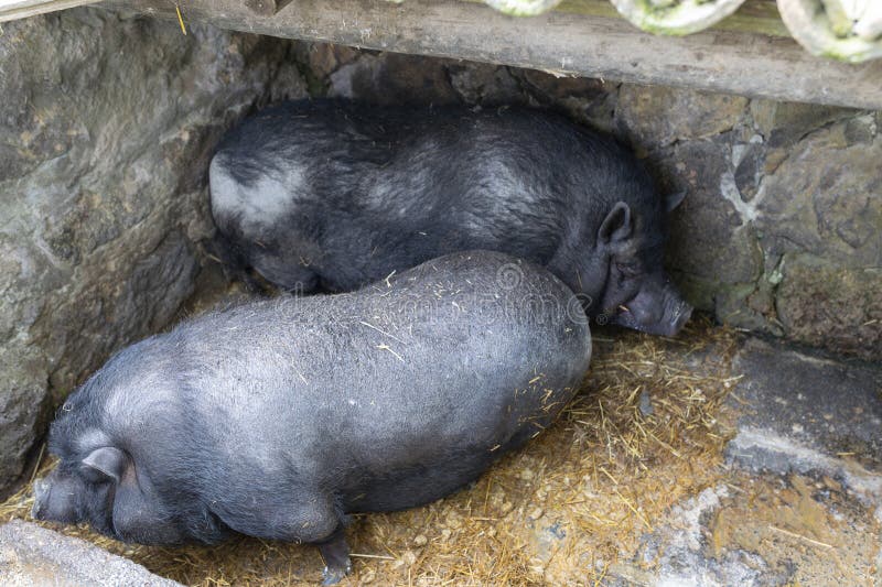 Two Pigs are Laying Down in a Pen Stock Image - Image of domestic ...