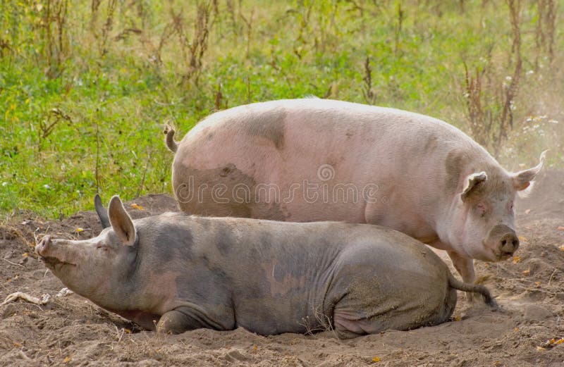 Two pigs laying in a dust stock image. Image of nose, farming - 3247827
