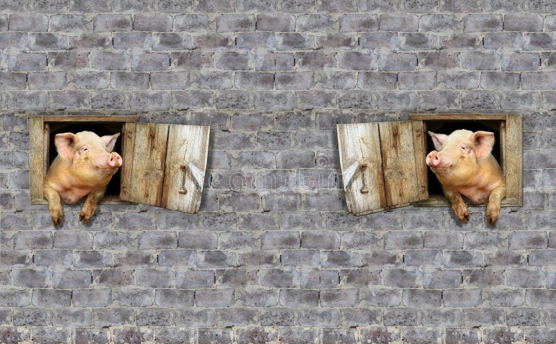 Two Pigs Look at Each Other from Windows of Shed Stock Image - Image of ...