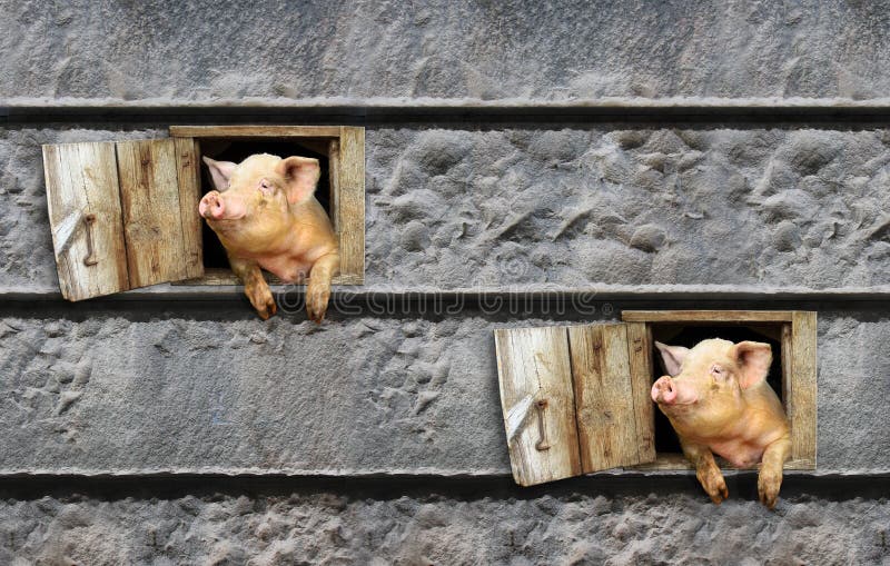 Two Pigs Look Out from Window of Shed on the Stony Wall Stock Image ...